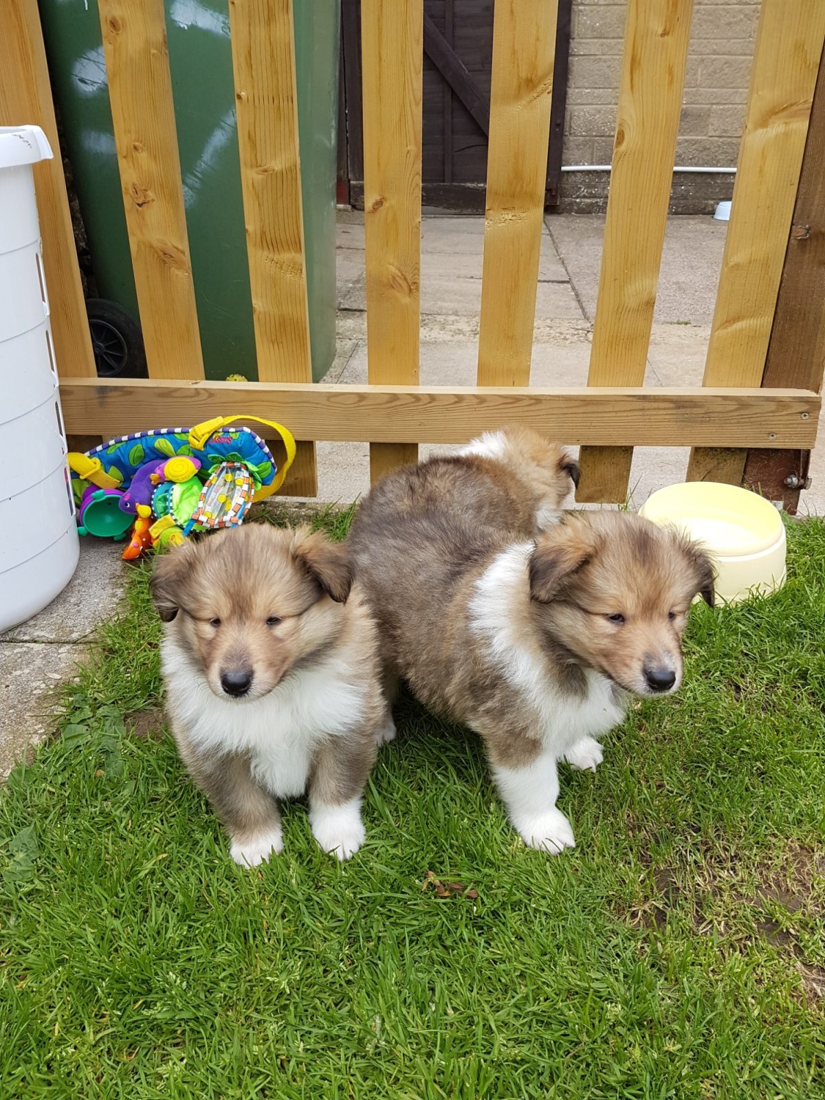 Brookynut Rough Collies